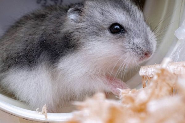 Rigor mortis en hámsters: signos y causas - Tienda Animales